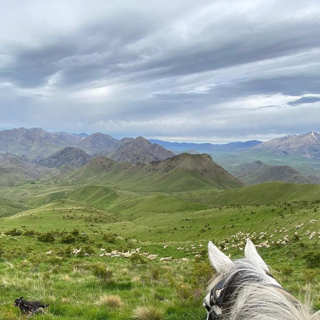 Middlehurst - Made North Canterbury